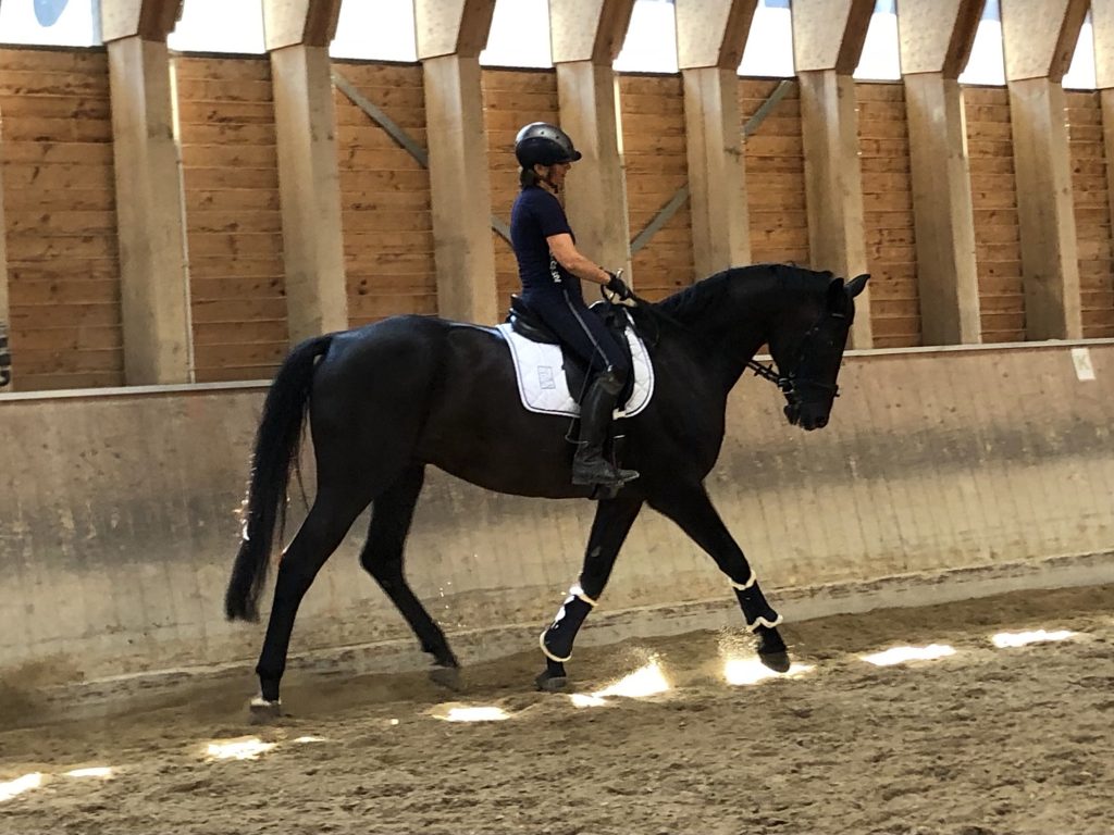 Ein Hauch von Seitwärts - HorseFolk