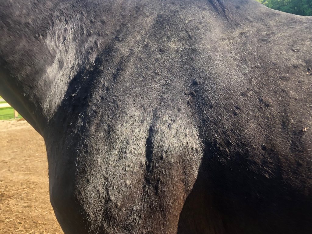 Arm im Offenstall - HorseFolk